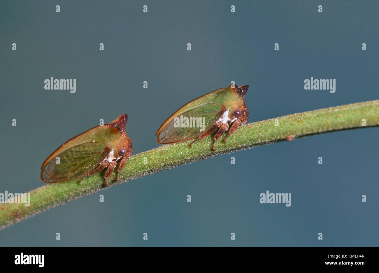 Green treehoppers (Membracidae) on wattle tree (Acacia Stock Photo - Alamy