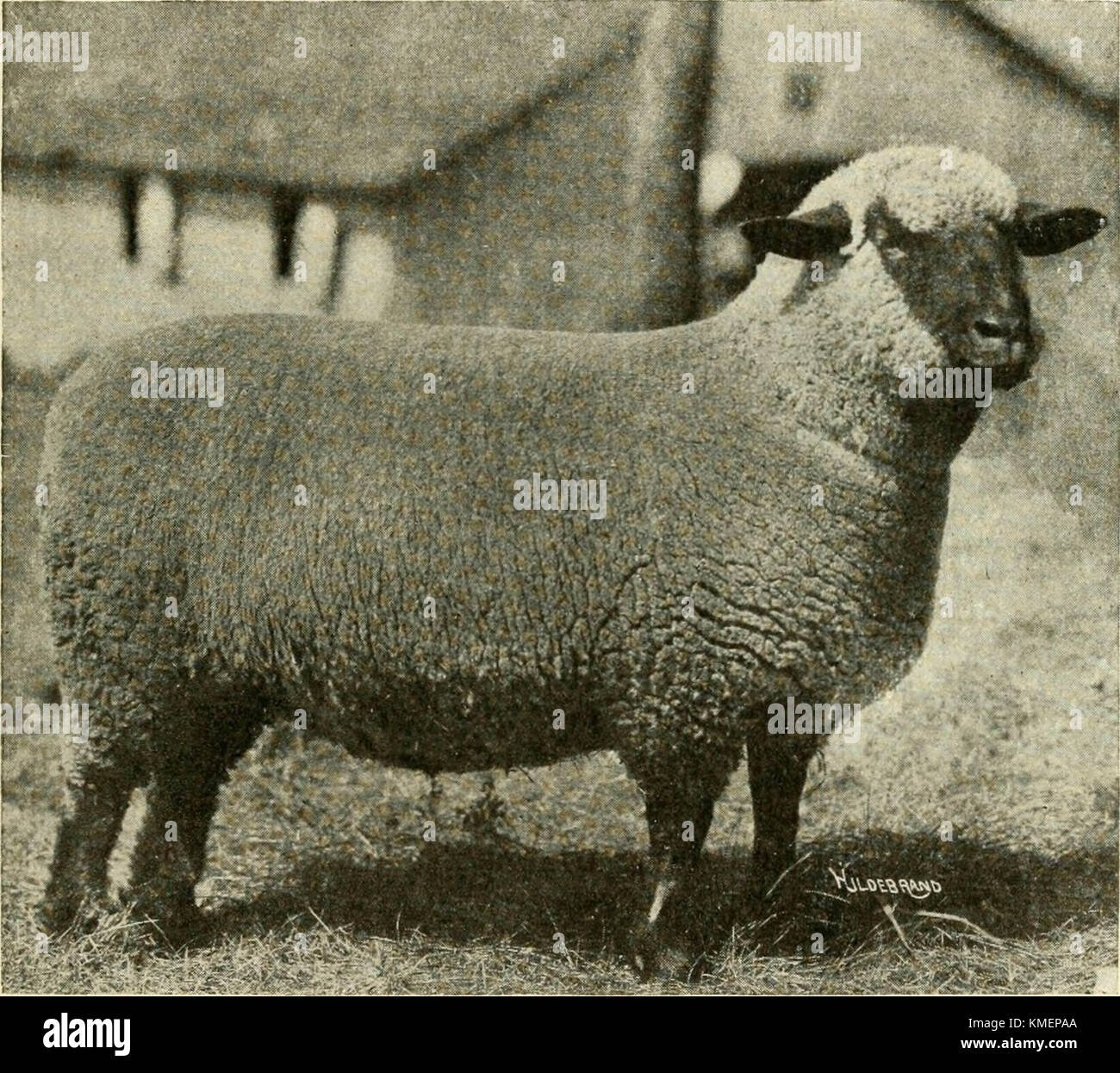 "Types and market classes of live stock" (1916 Stock Photo - Alamy