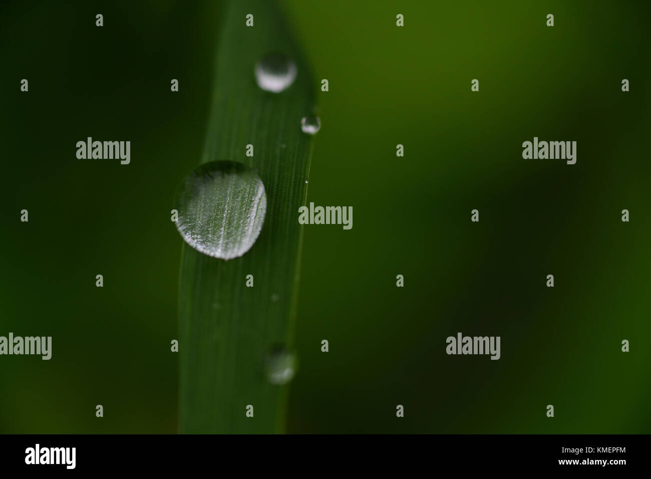 A droplet of water on a reed Stock Photo - Alamy