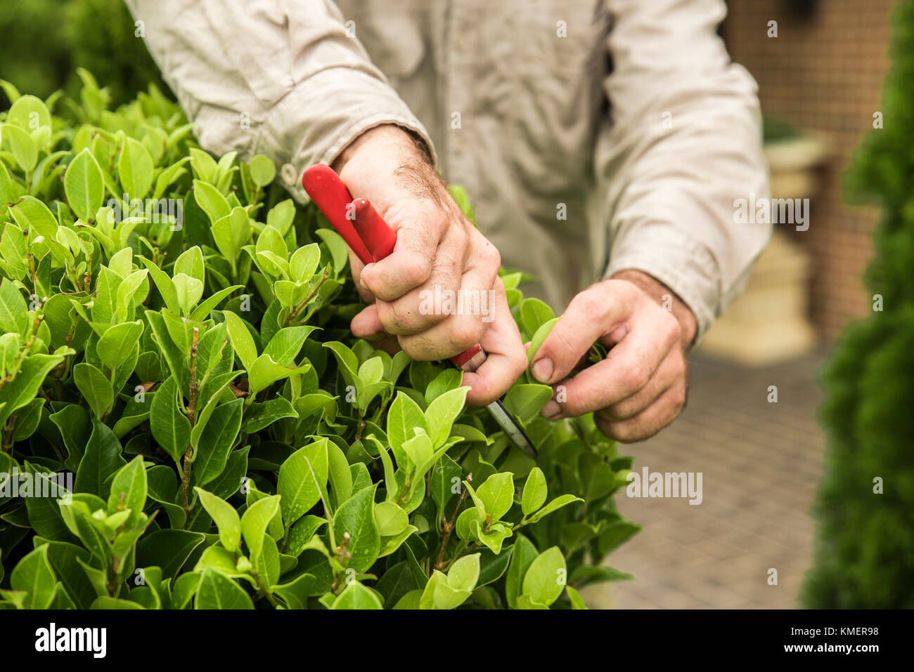 Pruning a plant with secateurs Stock Photo - Alamy