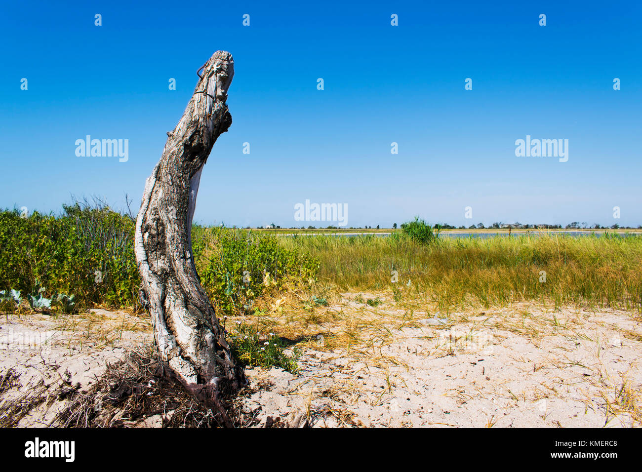 The dried tree pillar near the estuary Stock Photo - Alamy