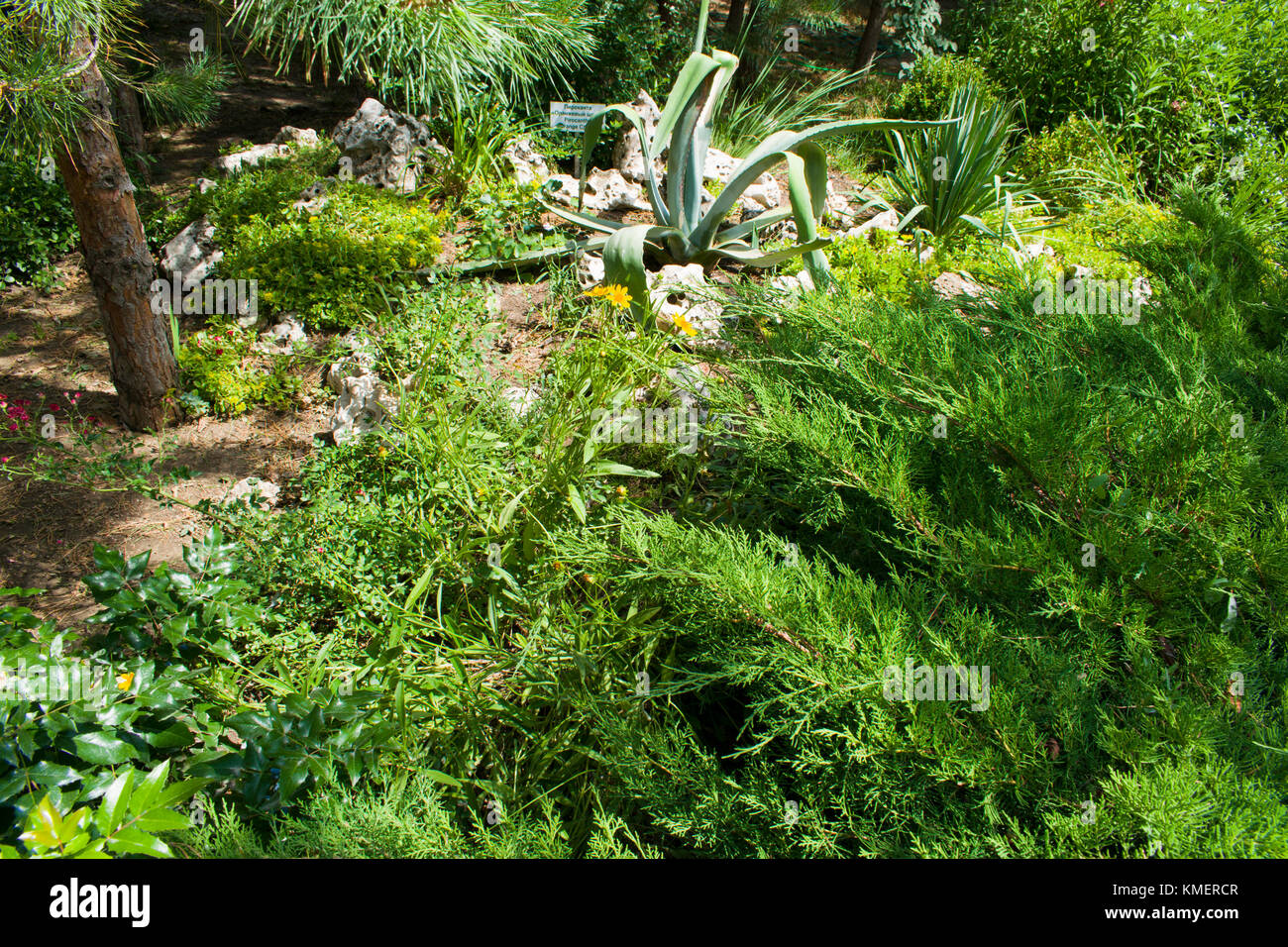 Spruce grows hi-res stock photography and images - Alamy