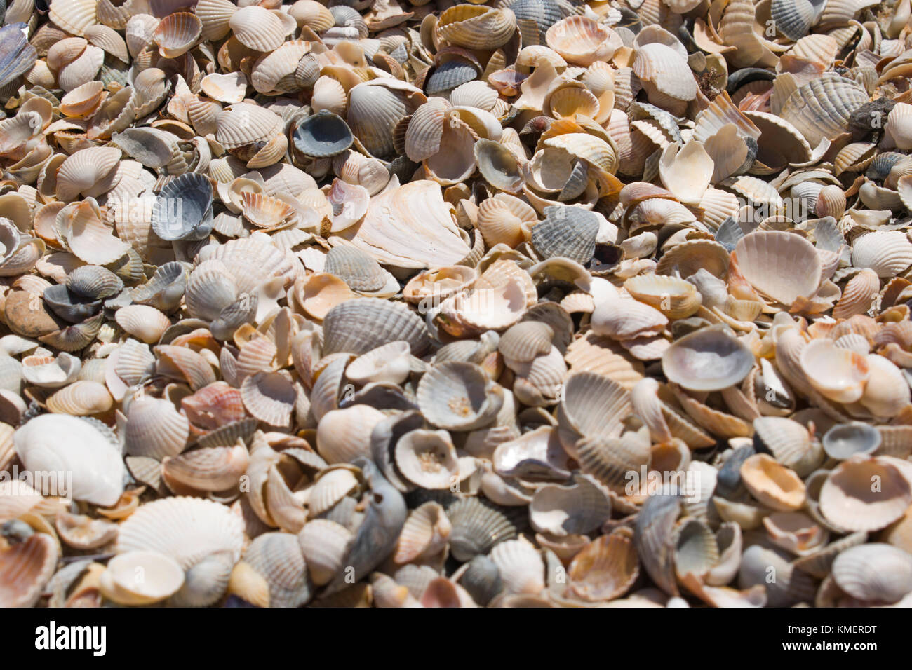 Small seashells near the sea are beautiful Stock Photo - Alamy