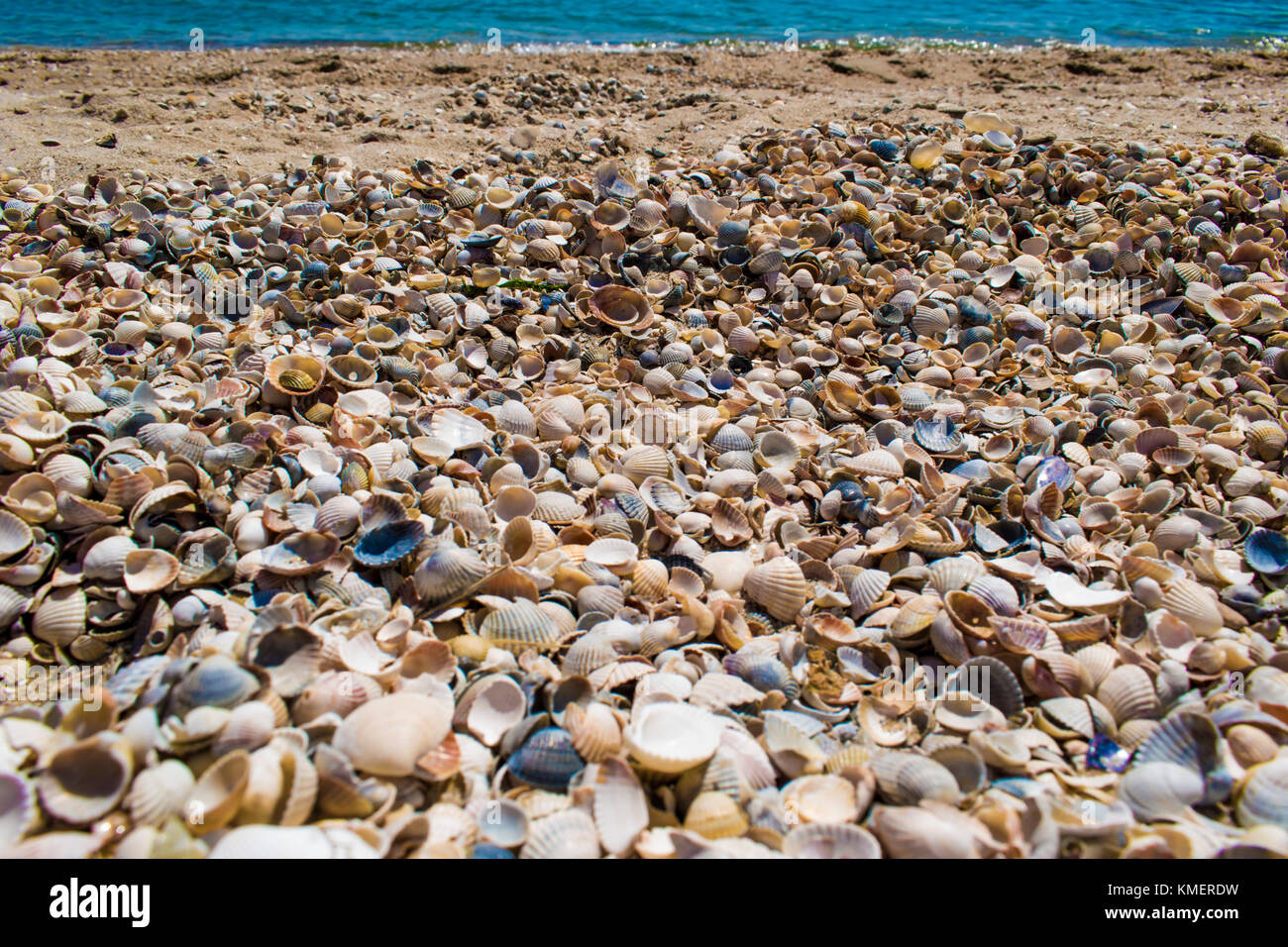 Sea shells texture on the beach with sea view Stock Photo - Alamy
