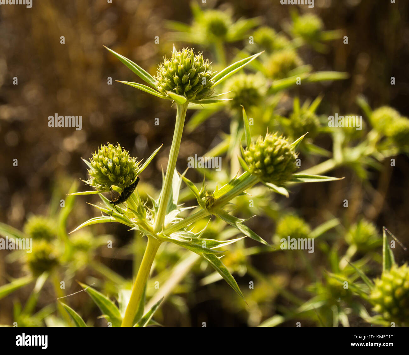 A flower bud; taken in Chianti, Italy Stock Photo - Alamy