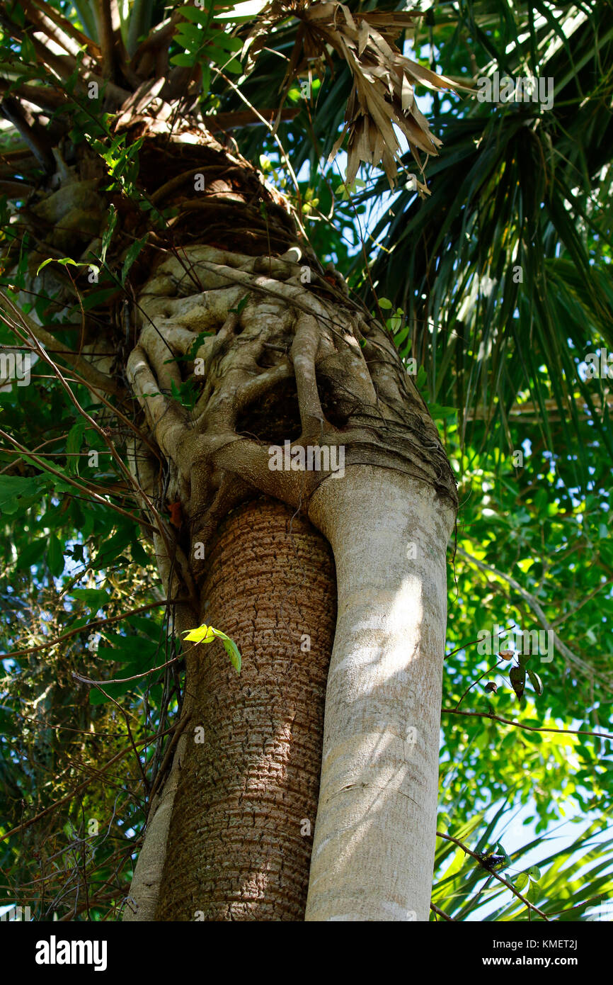 Strangle Vine growing around a Palm tree Stock Photo - Alamy