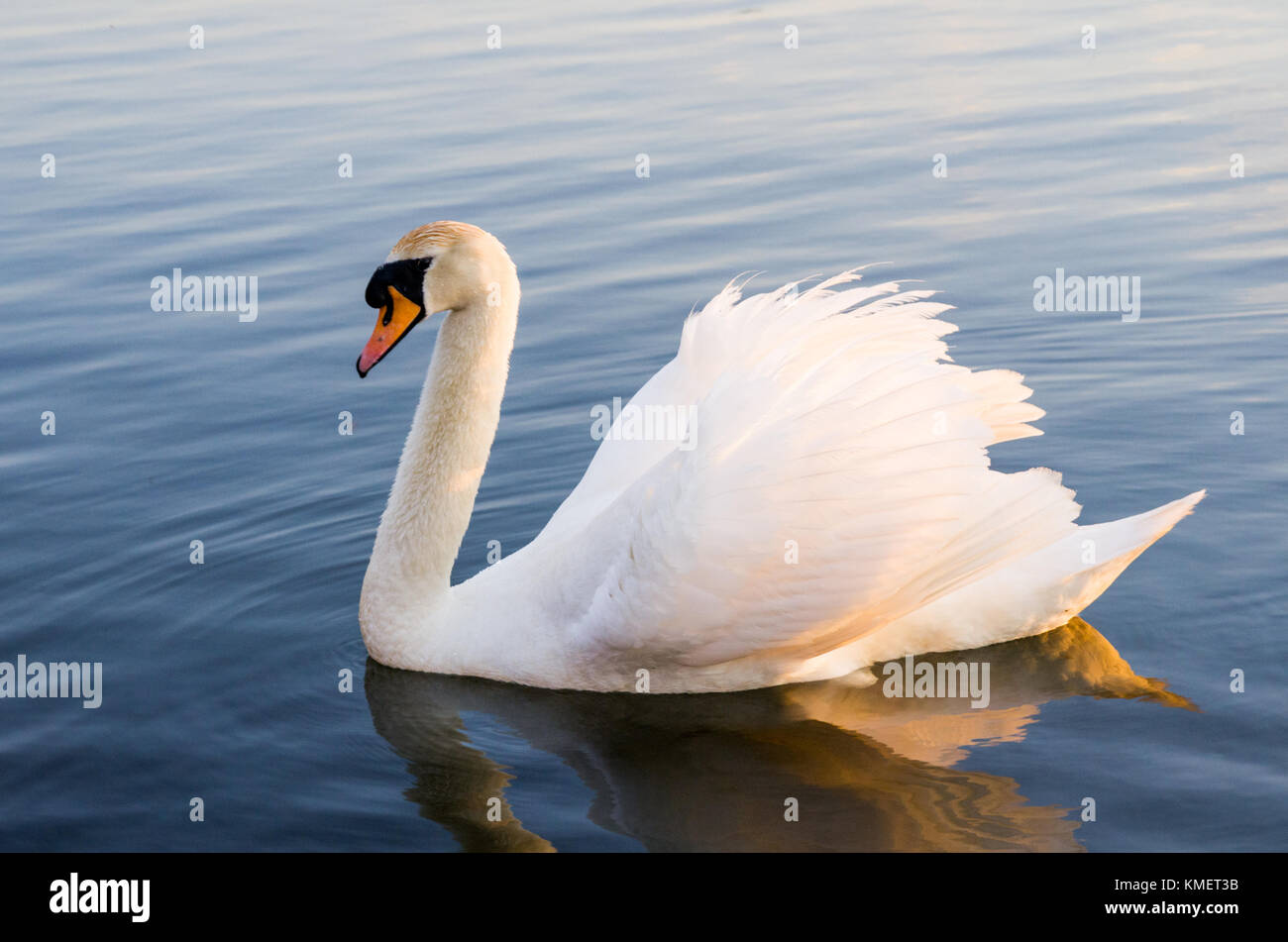 A close-up of a swan in a warm evening sunlight Stock Photo - Alamy