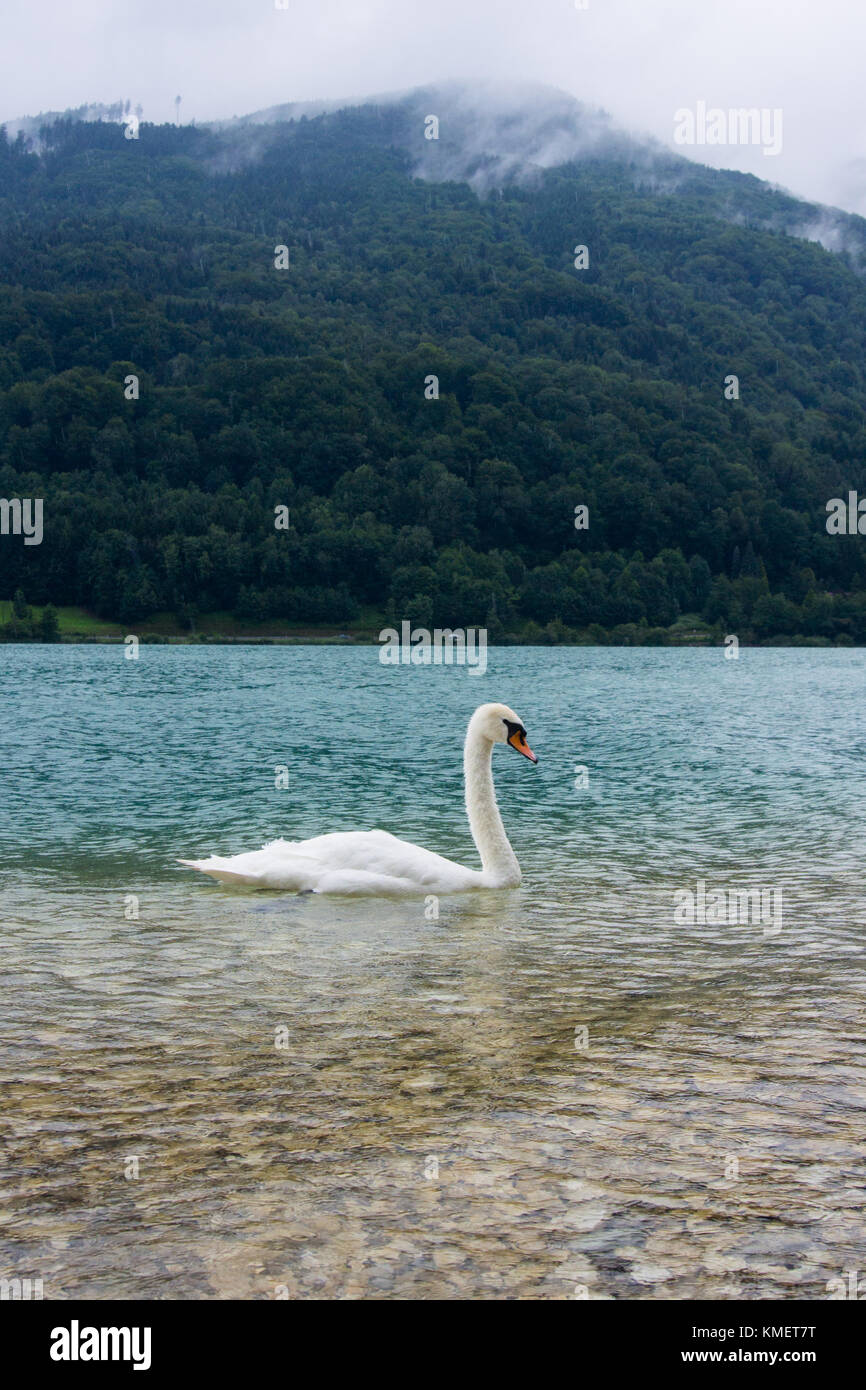 A swan swimming in the Moon Lake in Salzburg, Austria Stock Photo - Alamy
