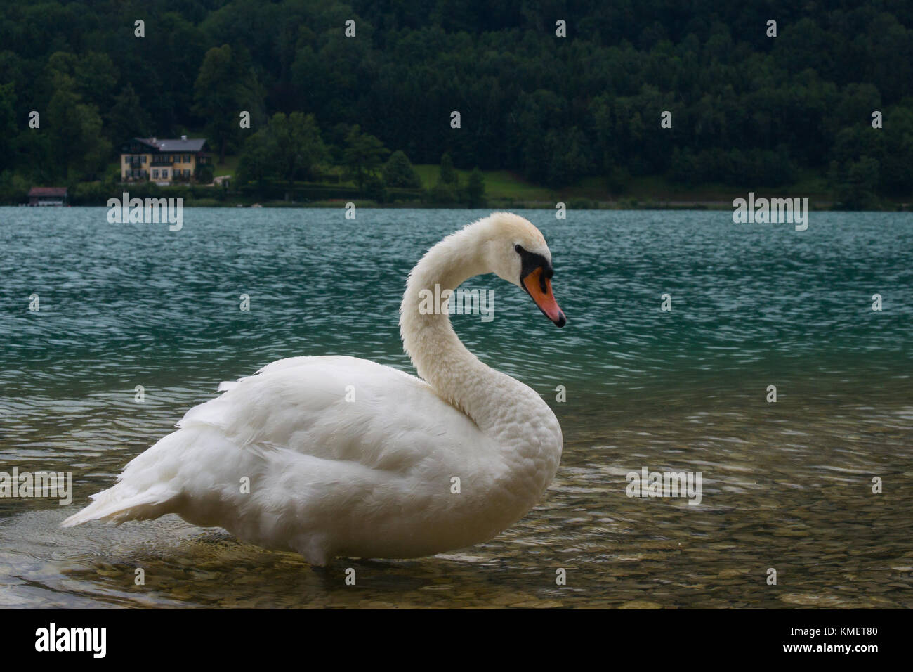 A swan swimming in the Moon Lake in Salzburg, Austria Stock Photo - Alamy