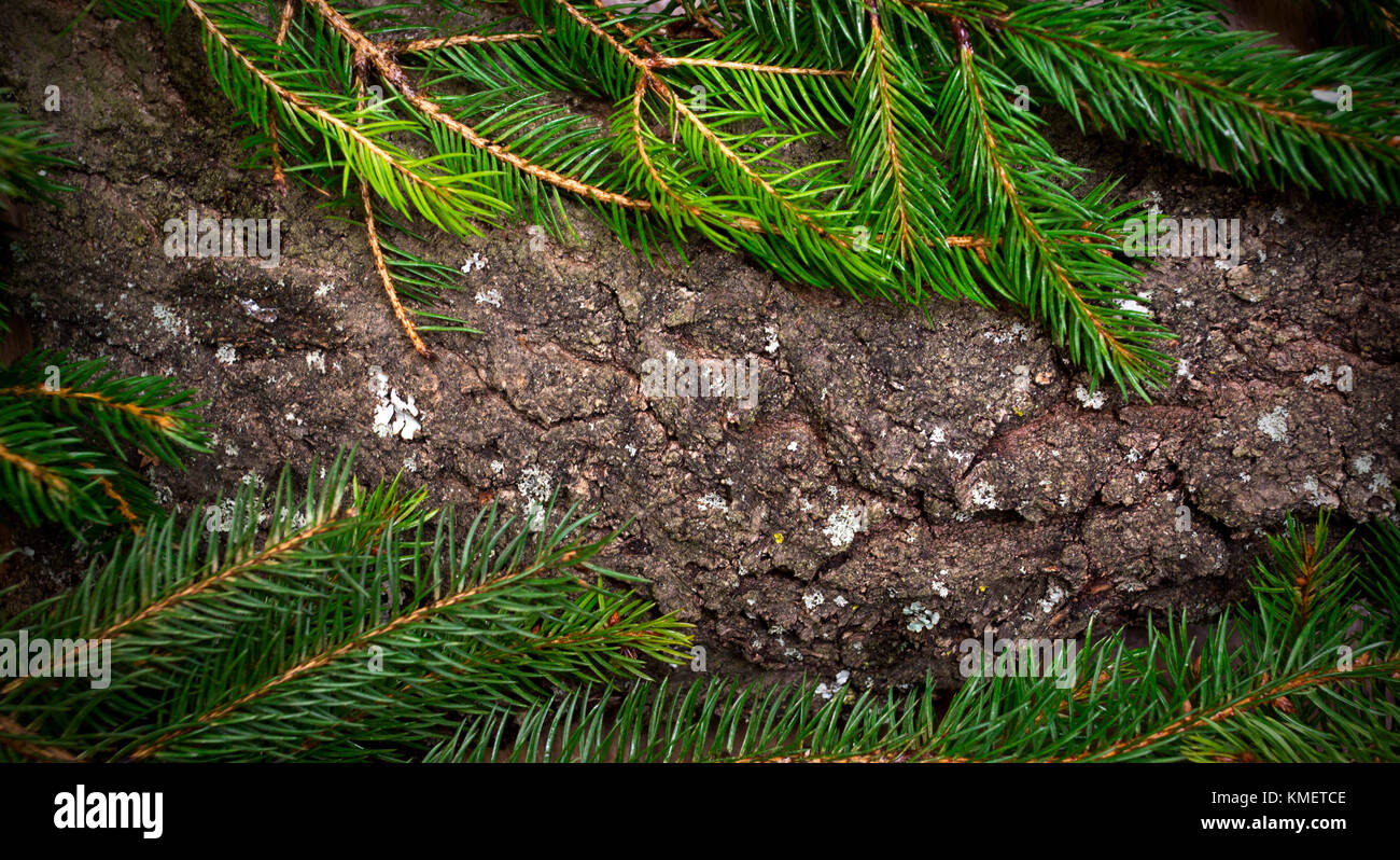 Branches of christmas tree on bark background. Copy space Stock Photo ...
