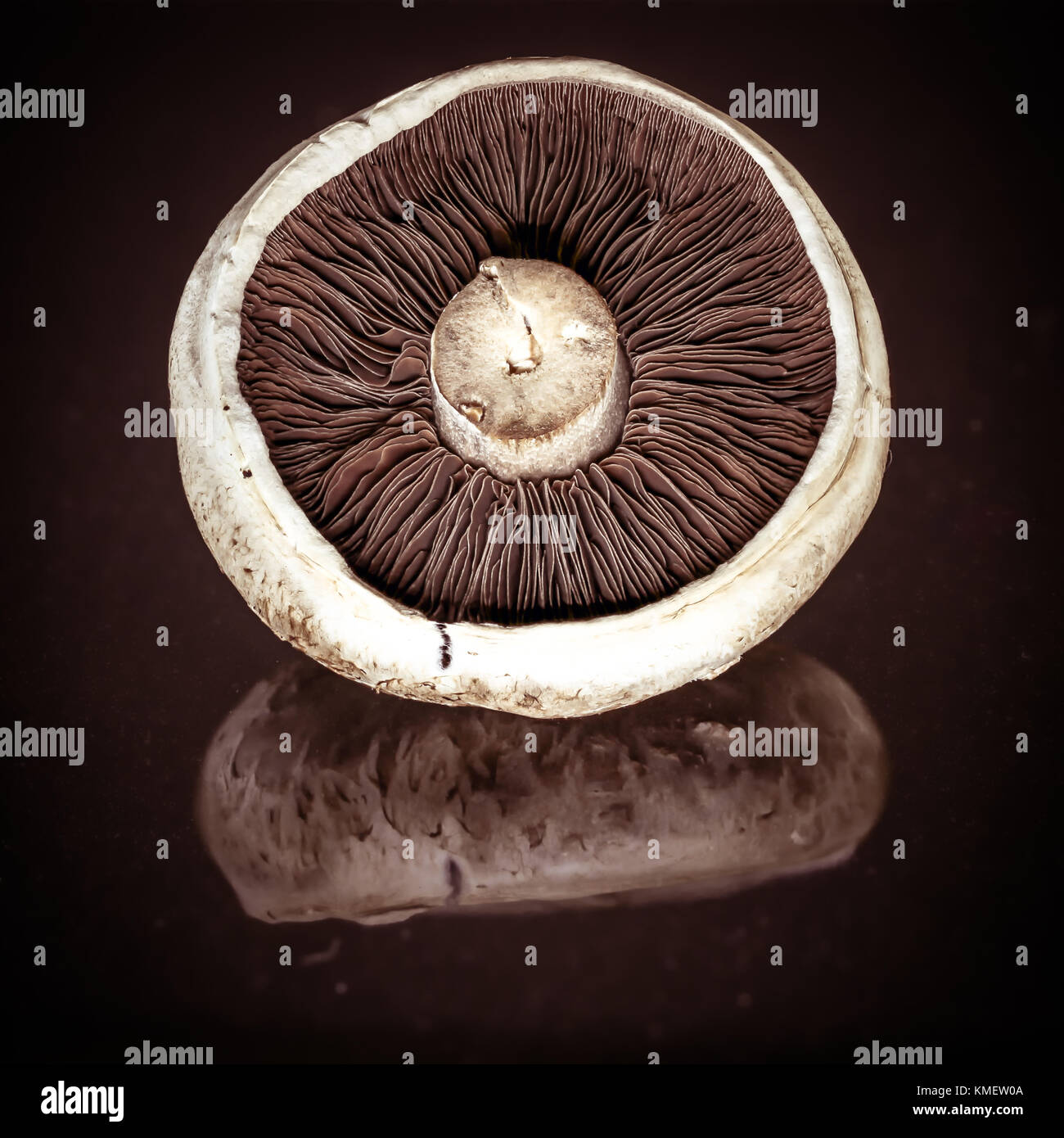 Mushroom filaments hi-res stock photography and images - Alamy