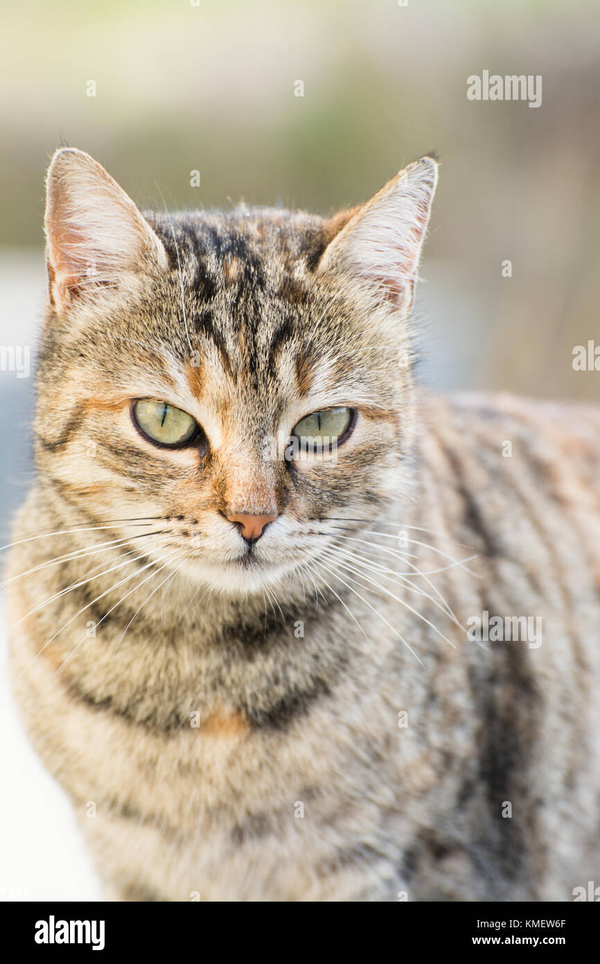 Portrait of funny grey cat Stock Photo - Alamy