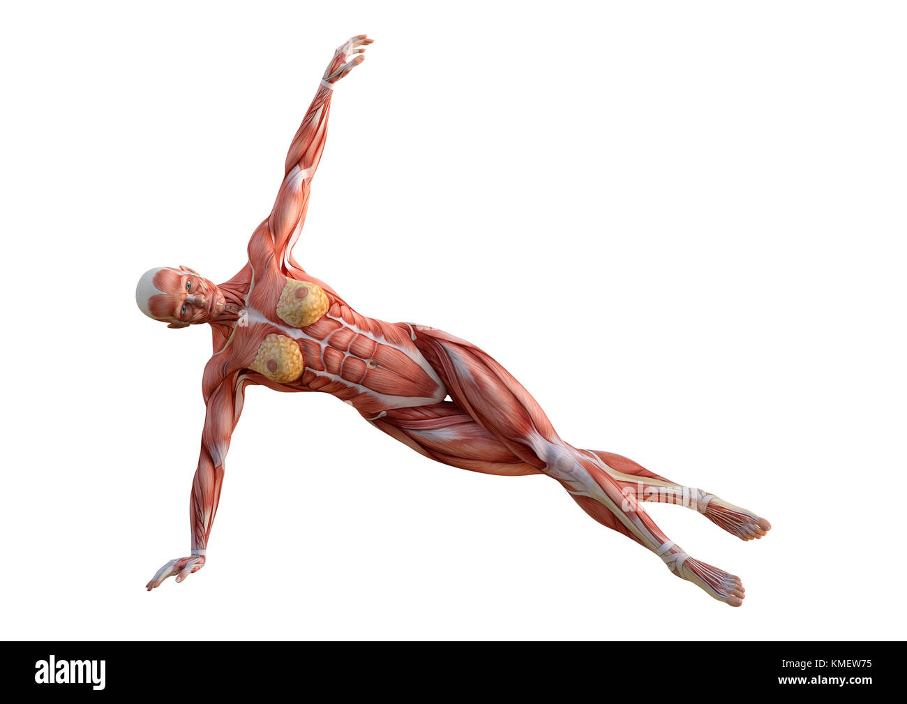 3D rendering of a female figure with muscle maps isolated on white ...