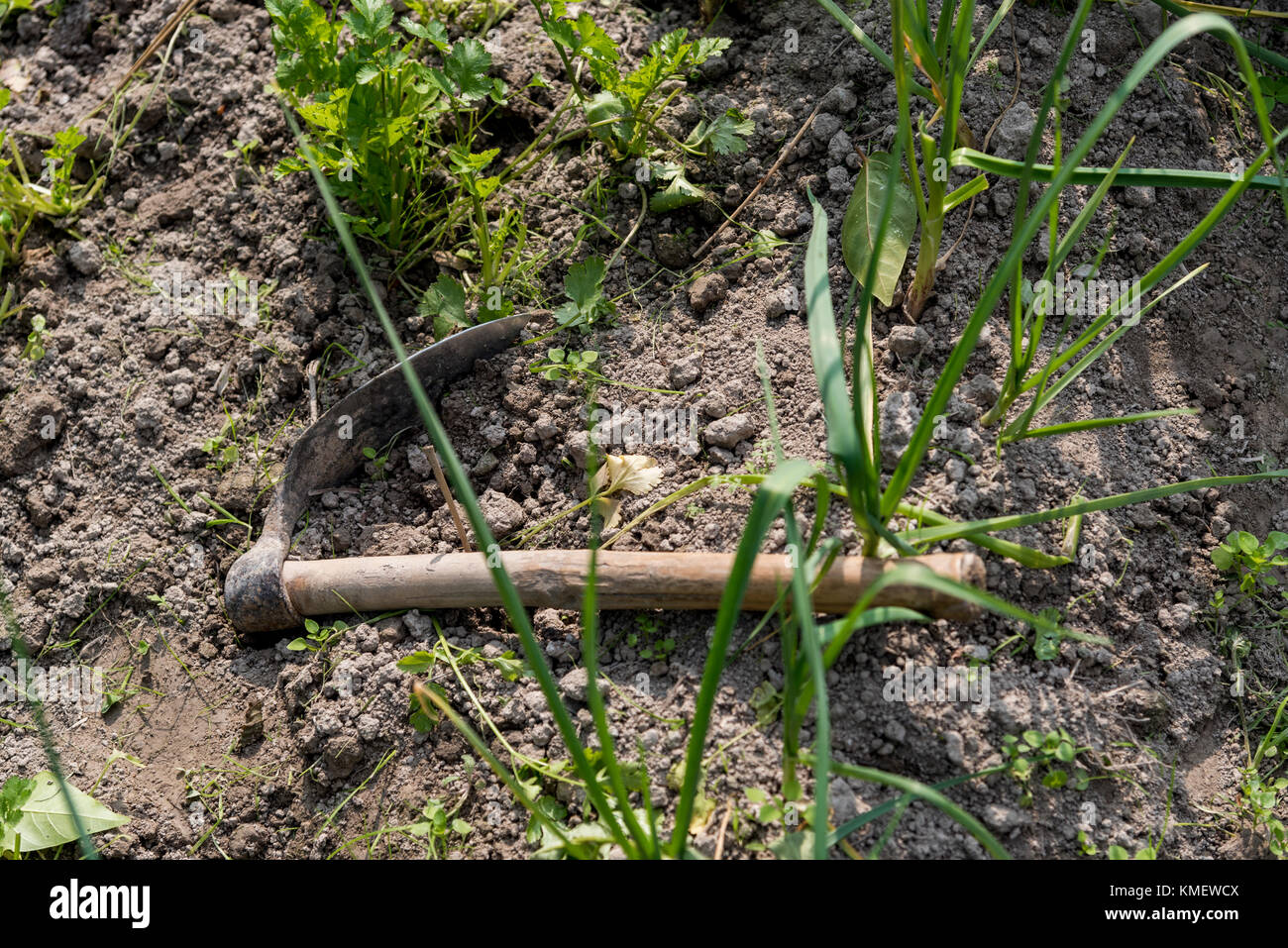 A tool used in farming by south asian farmers Stock Photo - Alamy