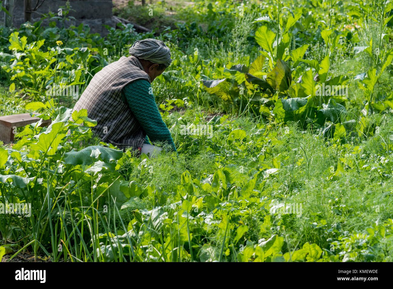 An old man doing farming in his field Stock Photo - Alamy