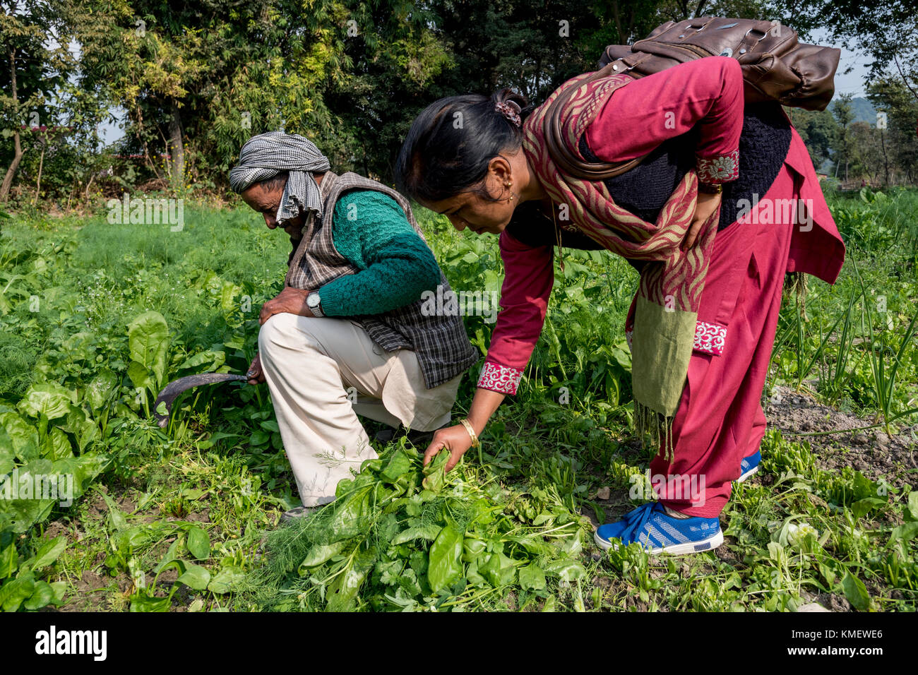 Traditional indian farming methods hi-res stock photography and images ...