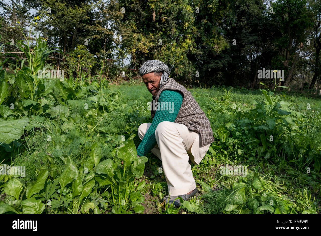 An old man doing farming in his field Stock Photo - Alamy