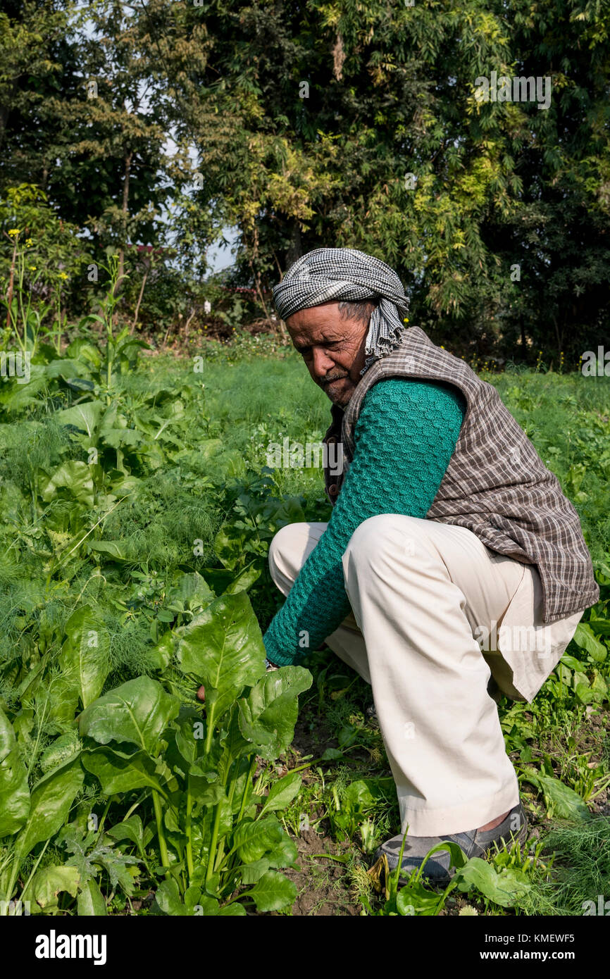 An old man doing farming in his field Stock Photo - Alamy
