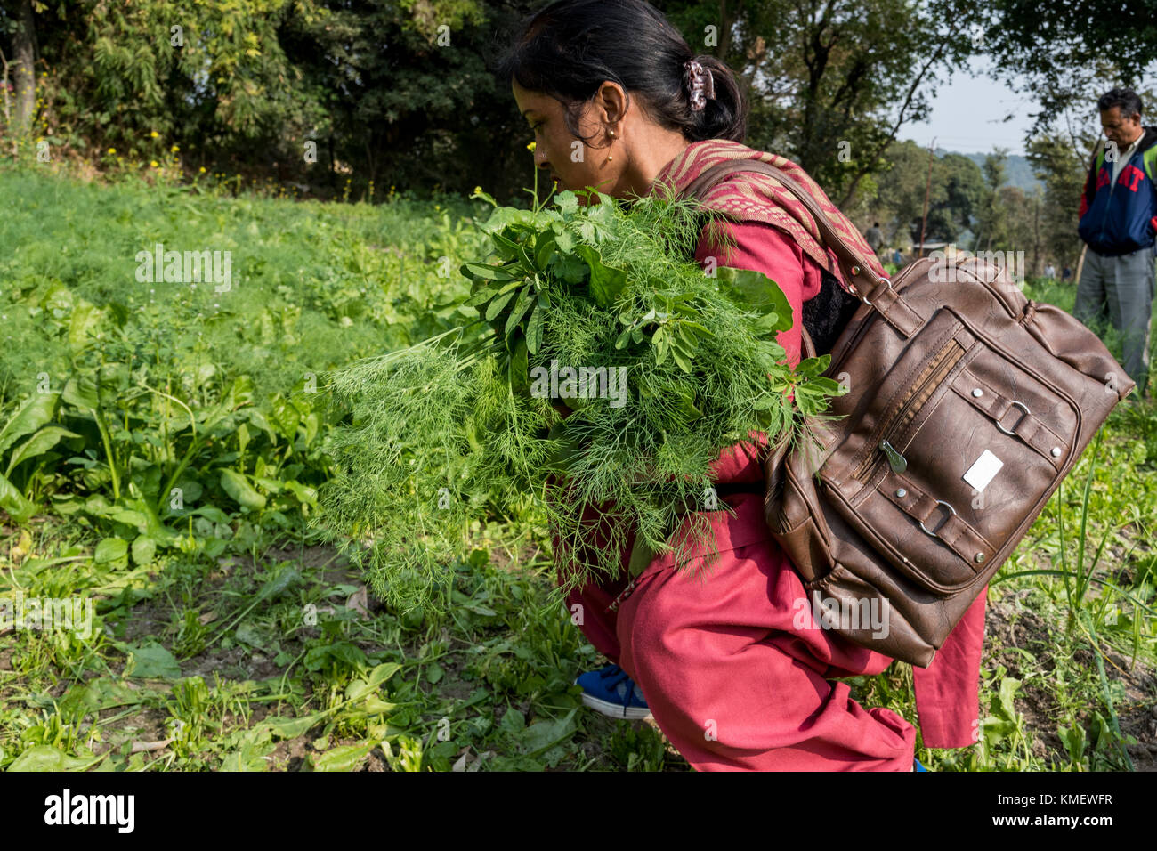 Traditional indian farming methods hi-res stock photography and images ...