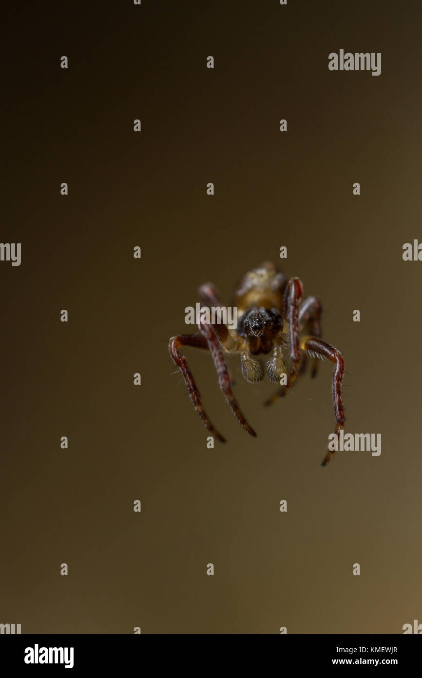 Cyclosa conica spider - male - dangling from silk Stock Photo - Alamy