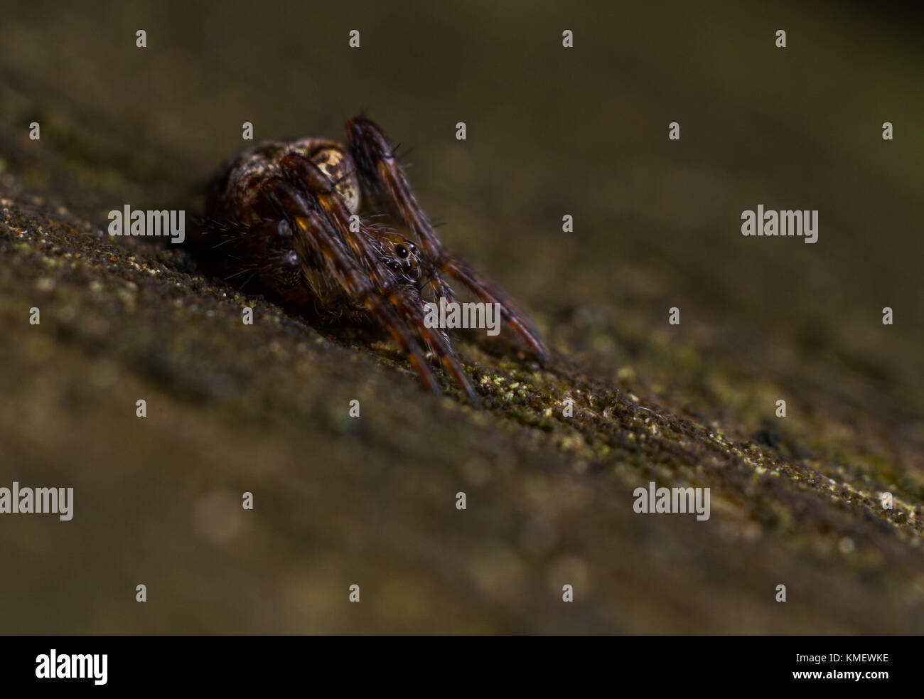 Zilla Diodia spider Stock Photo - Alamy