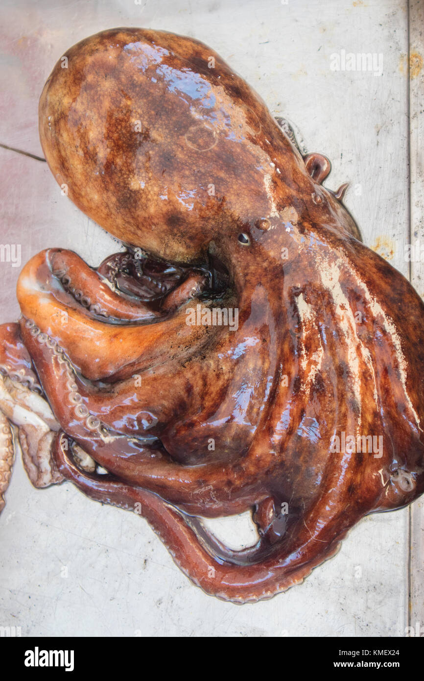 Octopus on the fish bench Stock Photo - Alamy