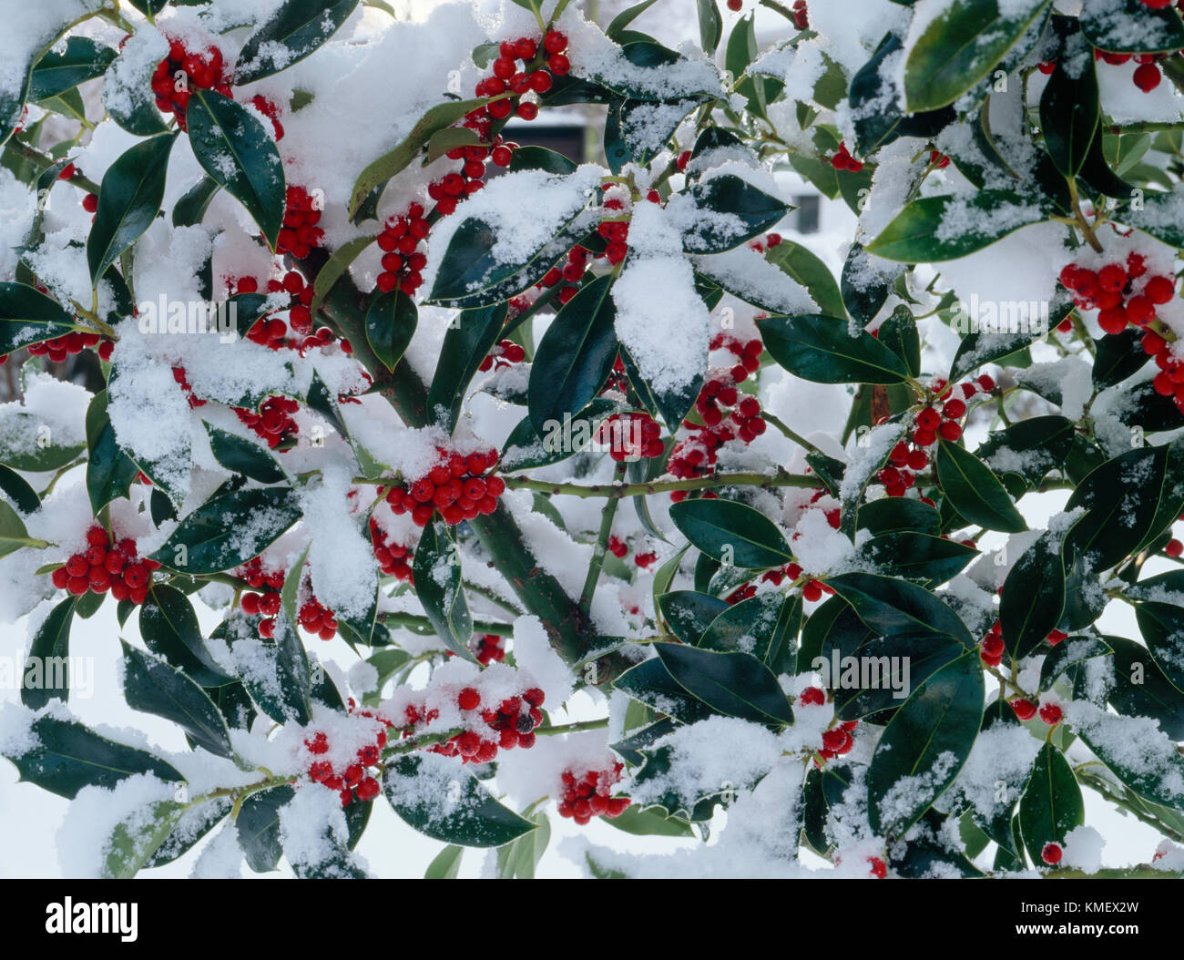 Holly pyramidalis hi-res stock photography and images - Alamy