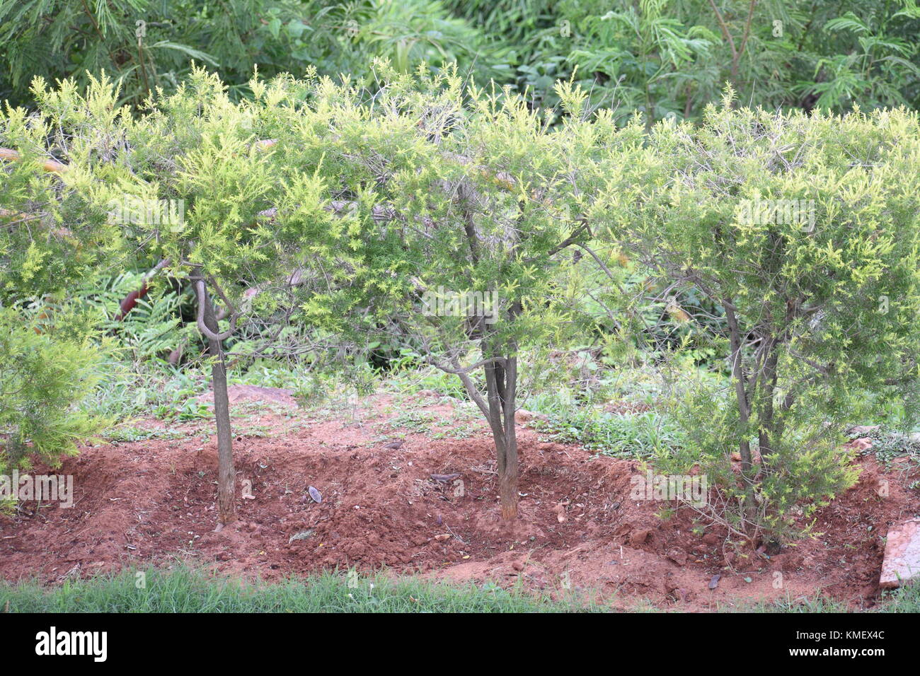 Garden stuff hi-res stock photography and images - Alamy