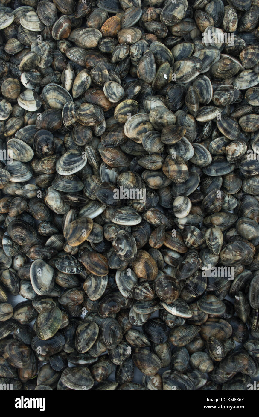 Fresh blood cockle or blood clam (Tegillarca granosa) pile background ...