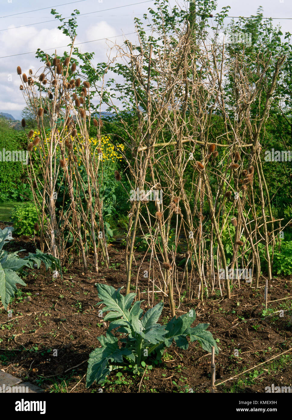 Last years climbing bean poles with dried bean vines intact and ...