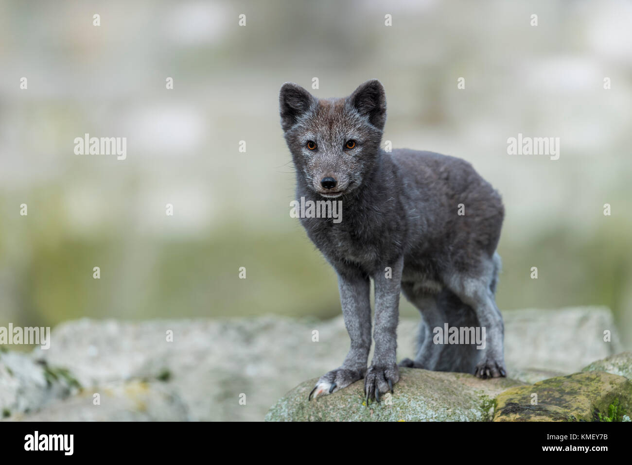 Polarfuchs, Vulpes lagopus, Arctic fox Stock Photo - Alamy