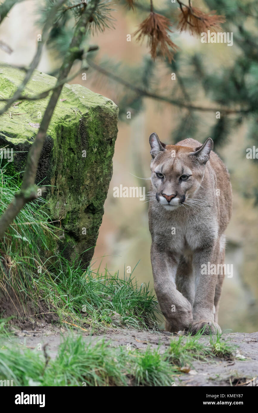 Puma,Puma concolor, Puma Stock Photo - Alamy