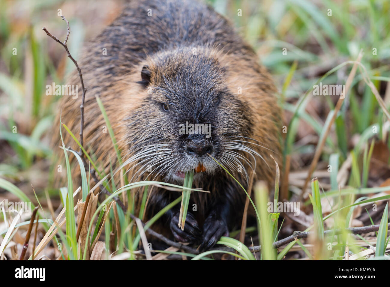 Bisamratte, Ondatra zibethicus, Muskrat Stock Photo - Alamy