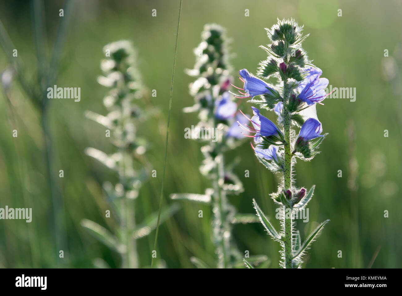 Bluebell closeup with sunlight Stock Photo - Alamy