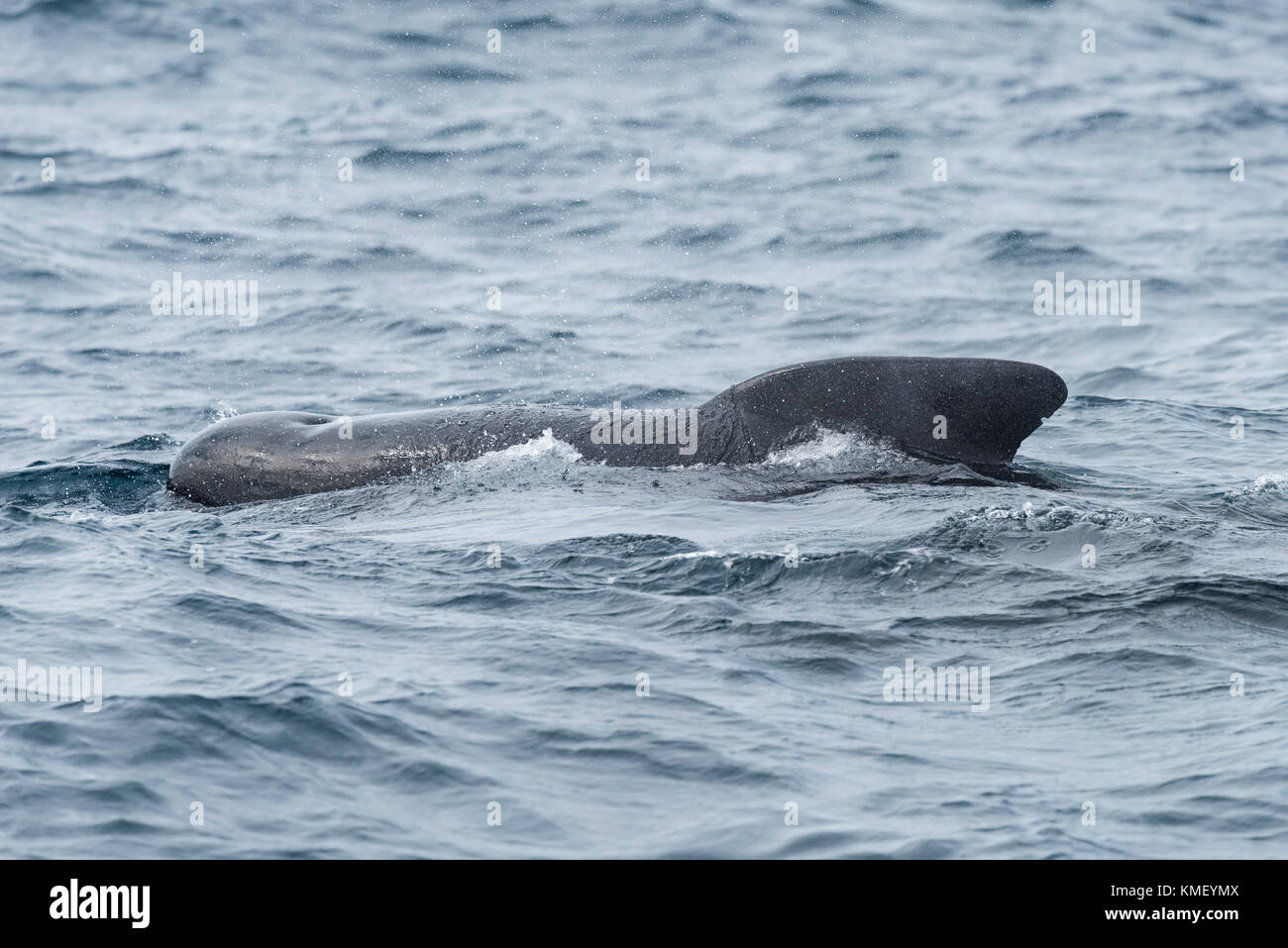 Gewoehnlicher Grindwal,Globicephala melas, Long-Finned Pilot Whale ...