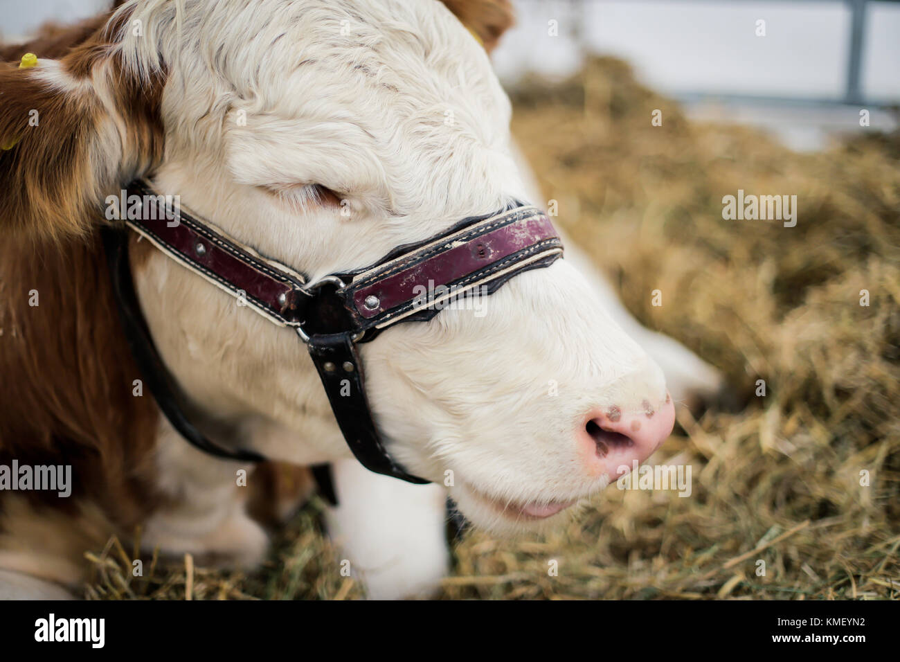 Cow at an agricultural fair Stock Photo - Alamy