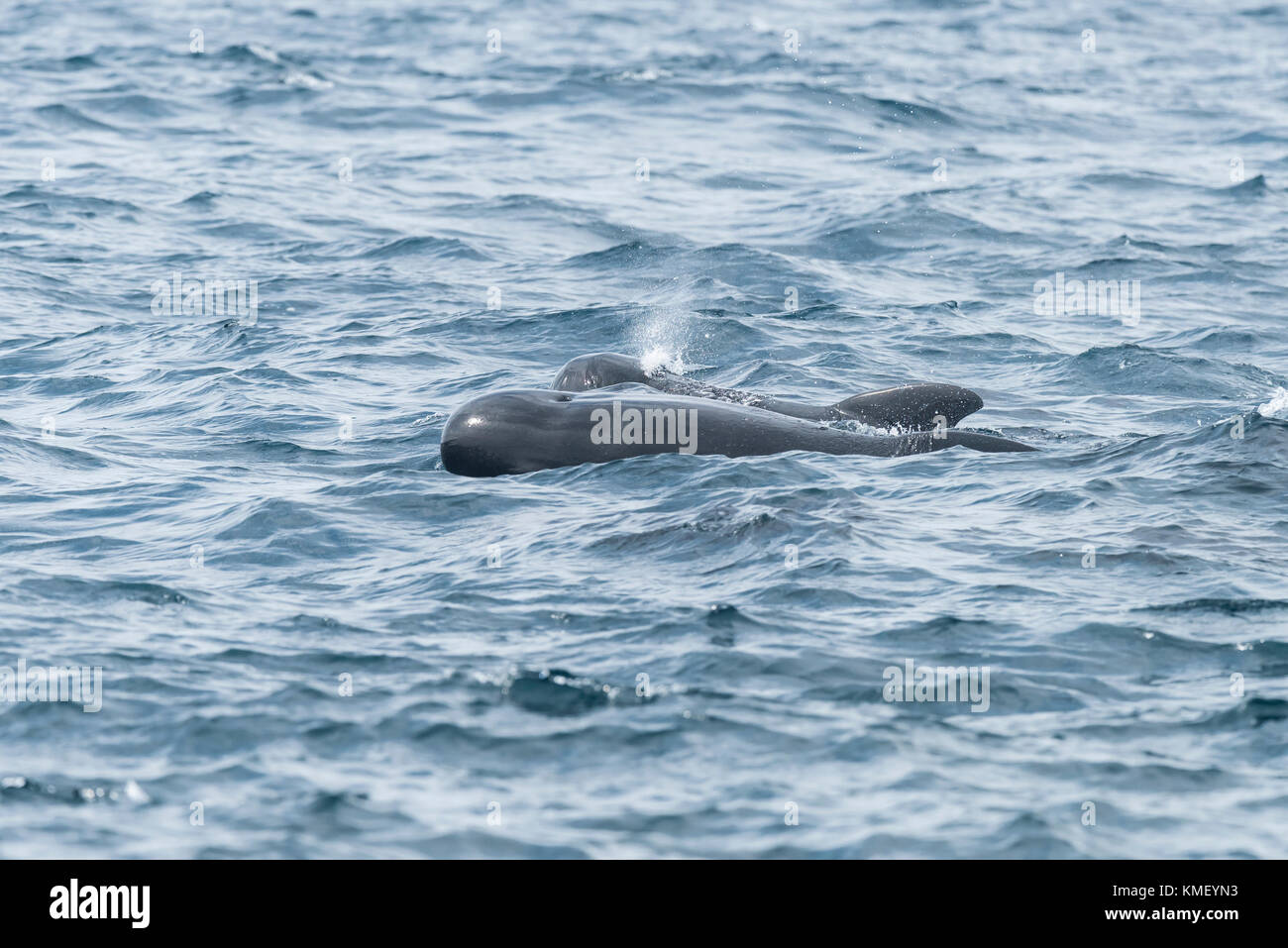 Gewoehnlicher Grindwal,Globicephala melas, Long-Finned Pilot Whale ...