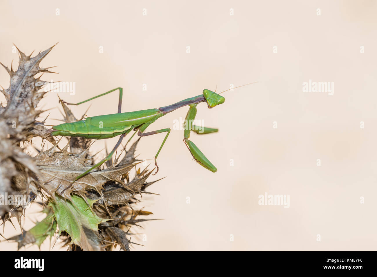 Mittelmeer Gottesanbeterin, Iris oratoria, Mediterranean mantis Stock ...