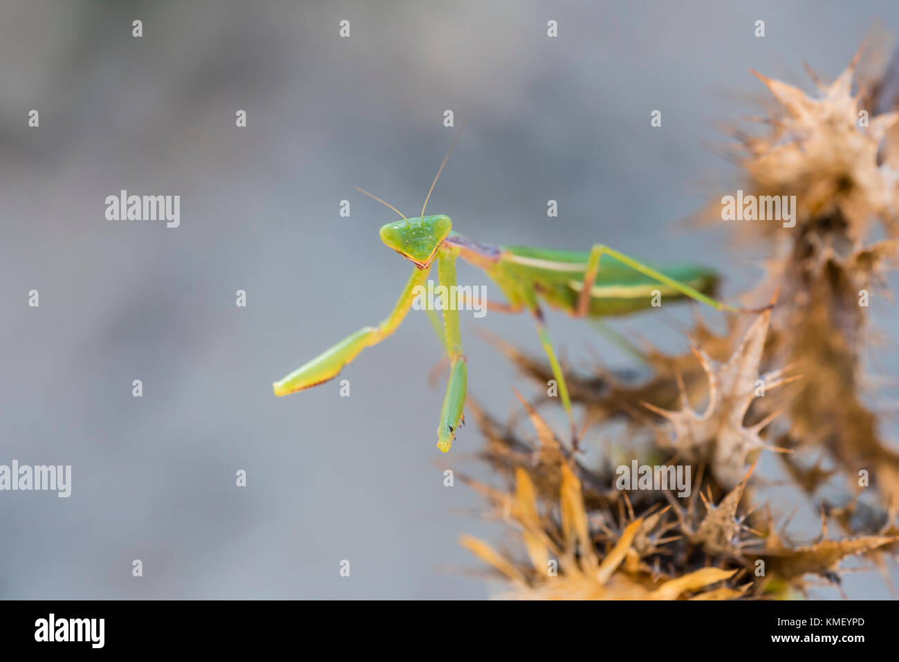Mittelmeer Gottesanbeterin, Iris oratoria, Mediterranean mantis Stock ...