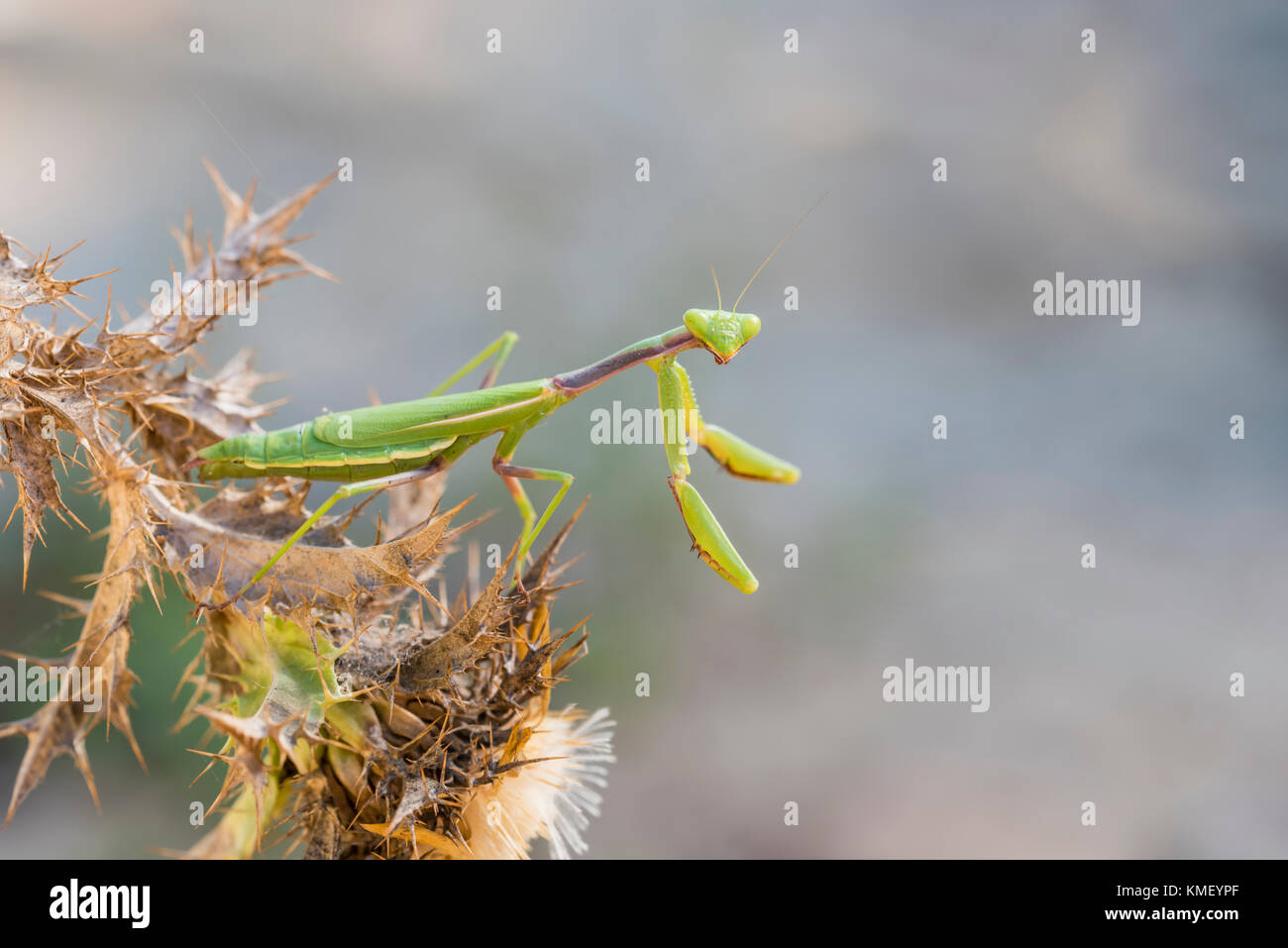 Mittelmeer Gottesanbeterin, Iris oratoria, Mediterranean mantis Stock ...
