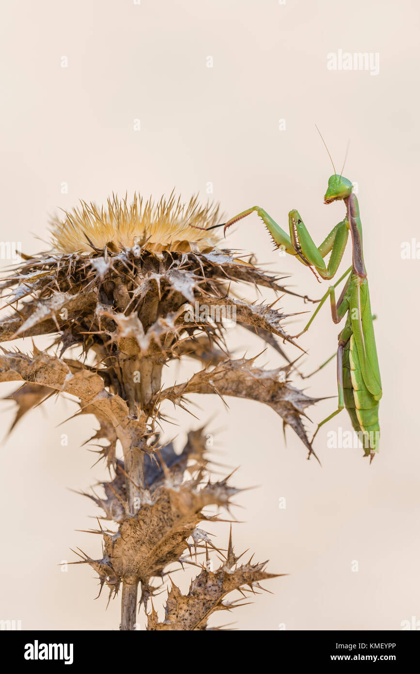 Mittelmeer Gottesanbeterin, Iris oratoria, Mediterranean mantis Stock ...