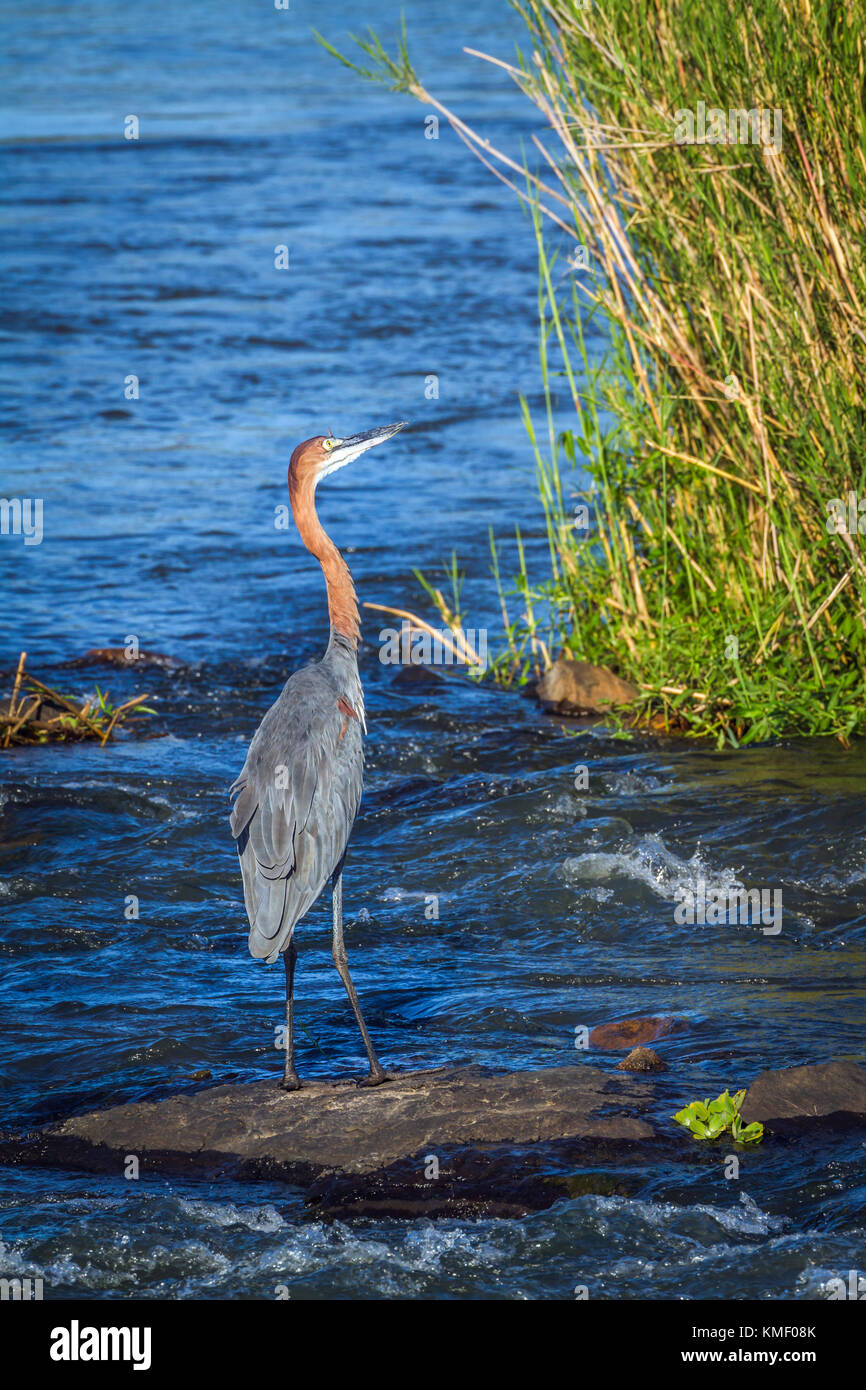 Goliath heron in Kruger national park, South Africa ; Specie Ardea ...