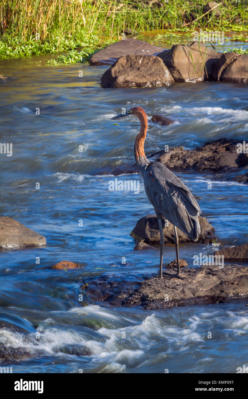 Goliath heron in Kruger national park, South Africa ; Specie Ardea ...