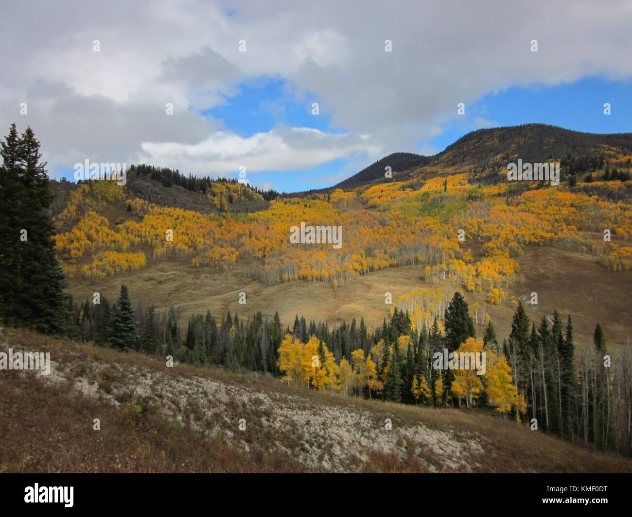Yellow and orange quaking aspen trees color the hillside near Crooked ...