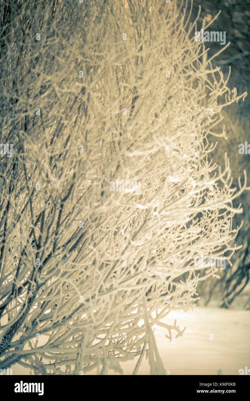 Picture of trees in frost Stock Photo - Alamy