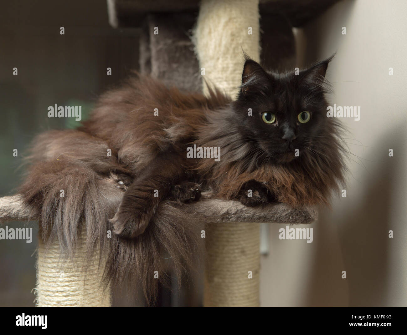 Maine Coon lying in cat house Stock Photo - Alamy