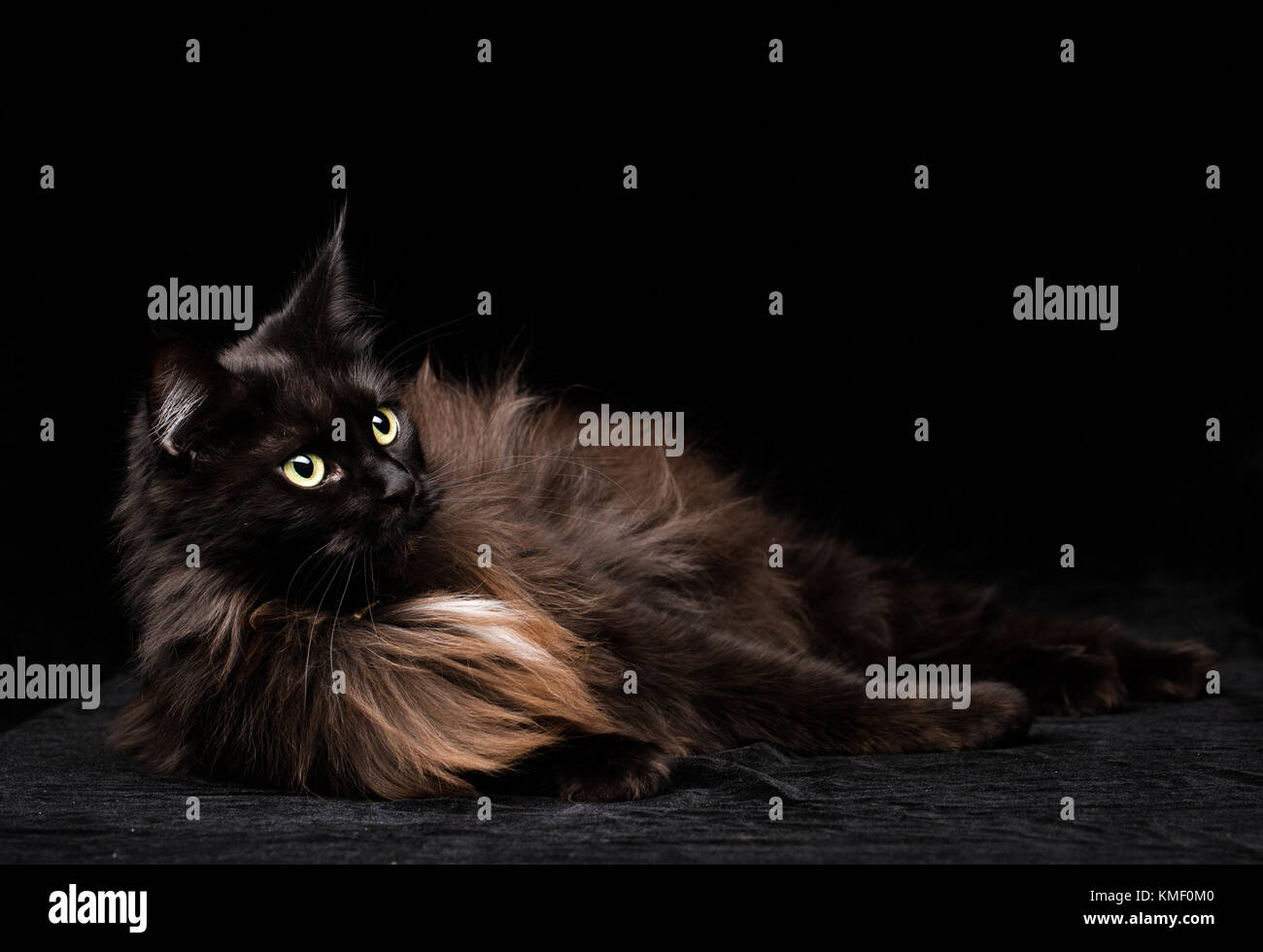 Studio Portrait of a beautiful Maine Coon Cat Stock Photo - Alamy