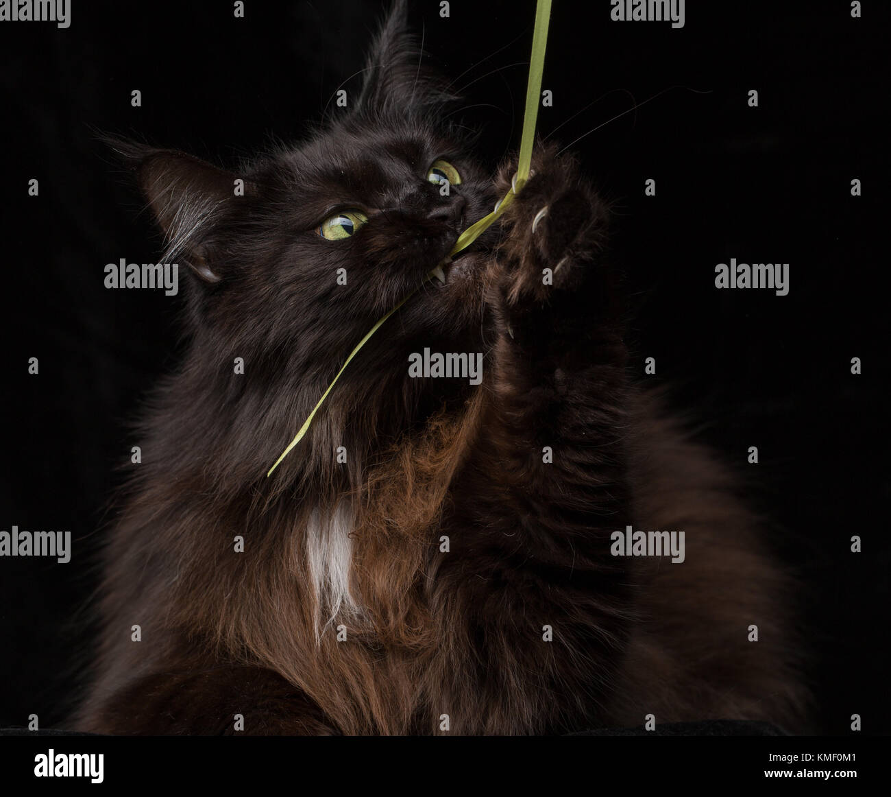 Studio Portrait of a beautiful Maine Coon Cat Stock Photo - Alamy