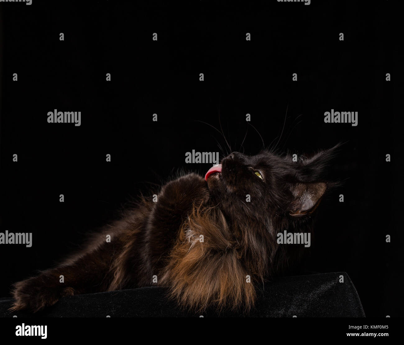 Studio Portrait of a beautiful Maine Coon Cat Stock Photo - Alamy