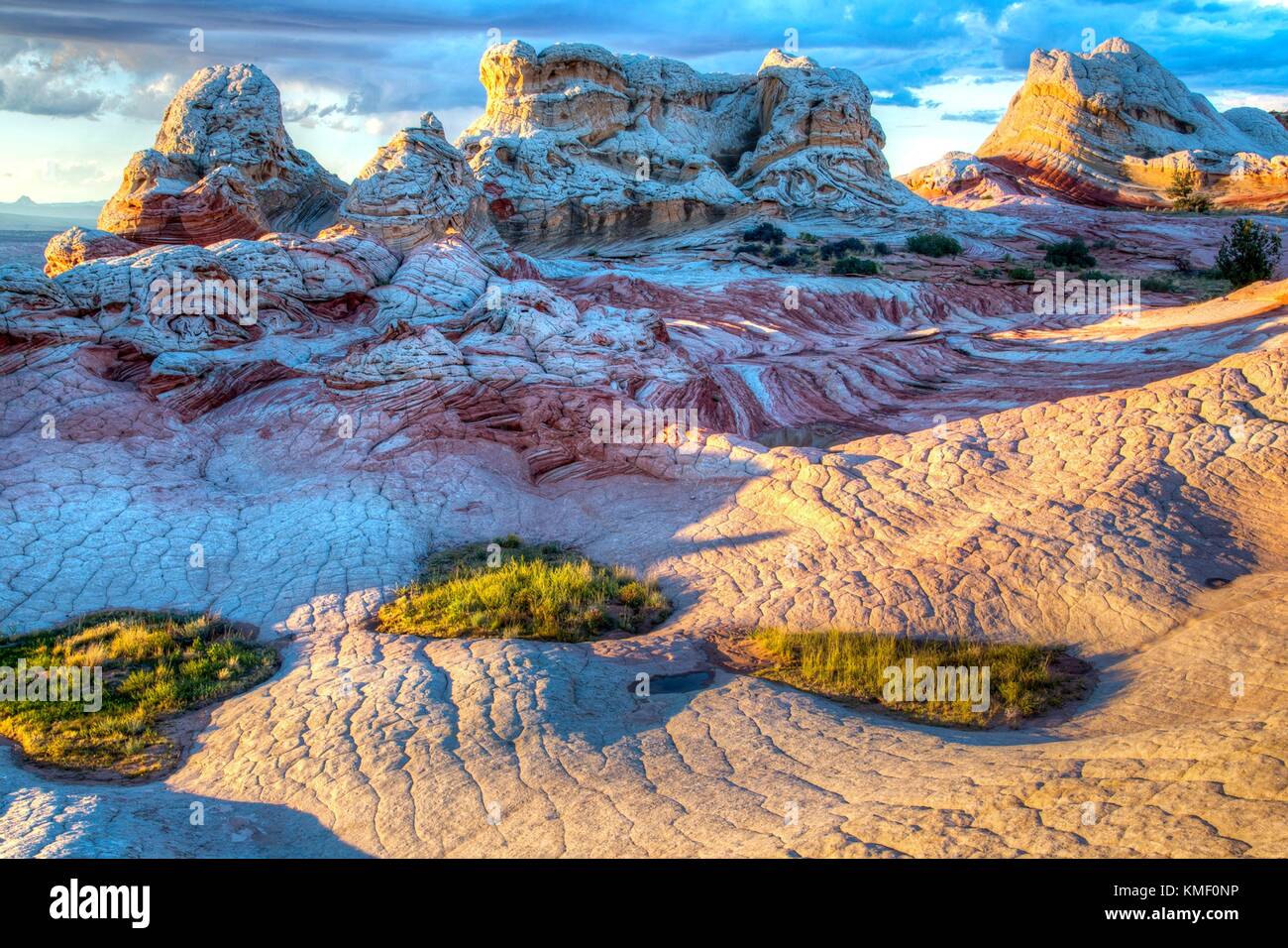 The sunset creates shadows over the white and coral cauliflower brain ...